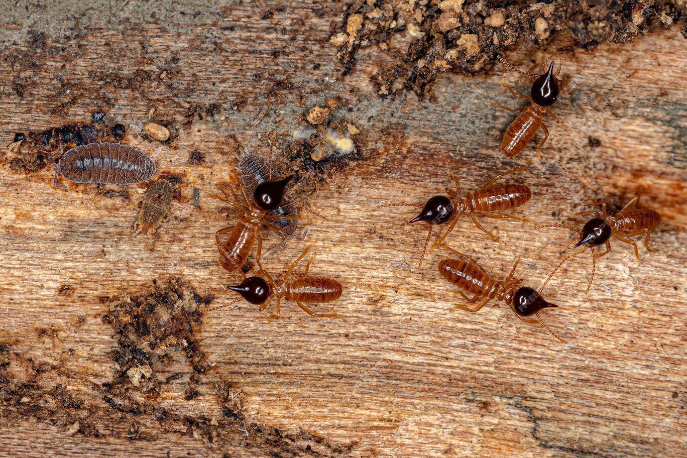 Are Termites Common in Miami? | IPest Control Inc. Guide.